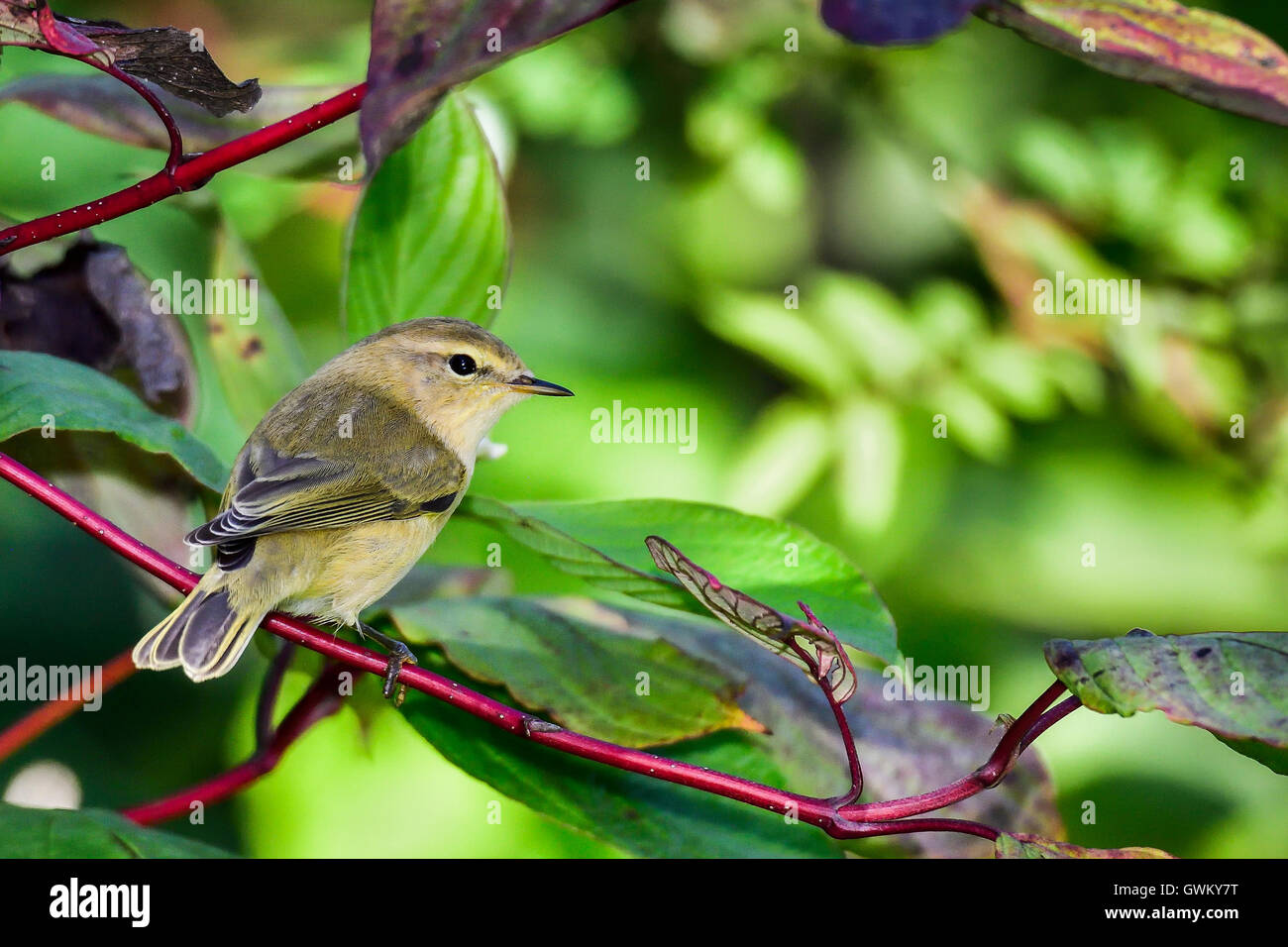 Warbler wing bird hi-res stock photography and images - Alamy