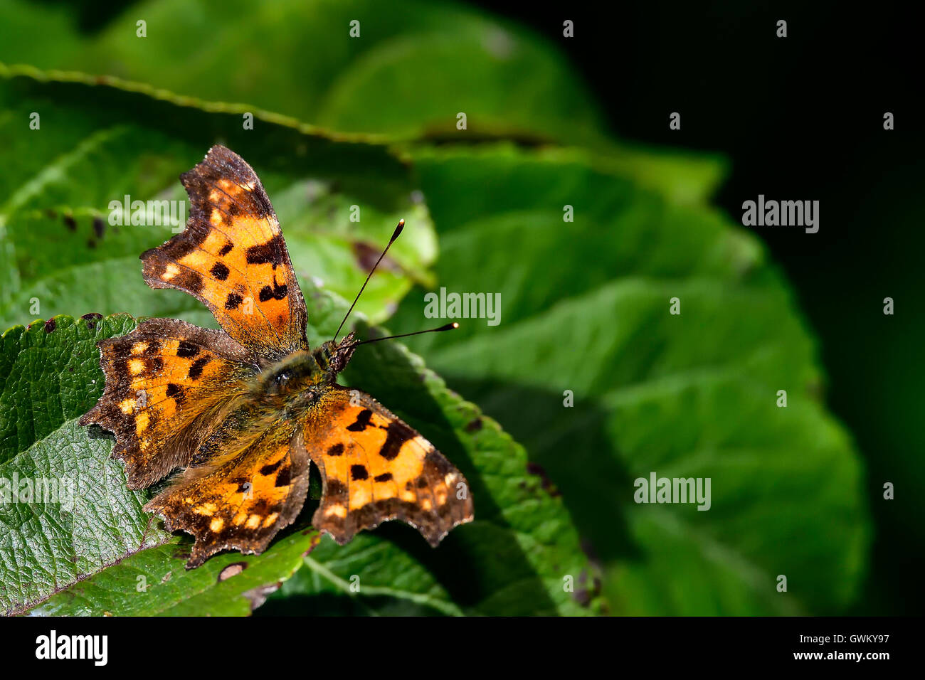 Macro comma hi-res stock photography and images - Alamy