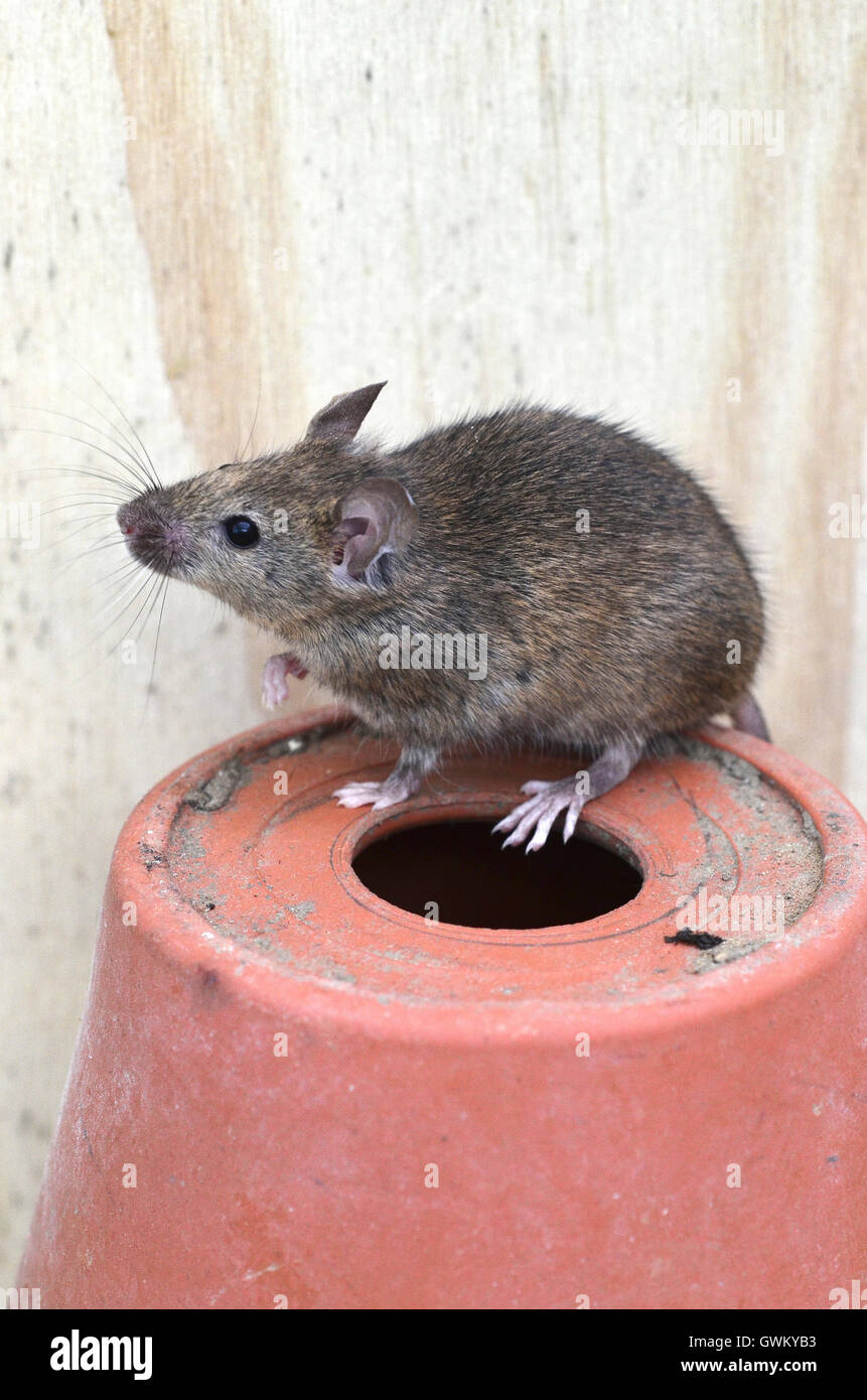 Rodent house hi-res stock photography and images - Alamy