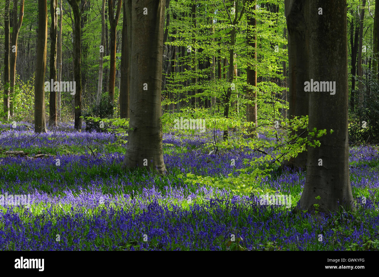 Bluebells in the woods hi-res stock photography and images - Alamy