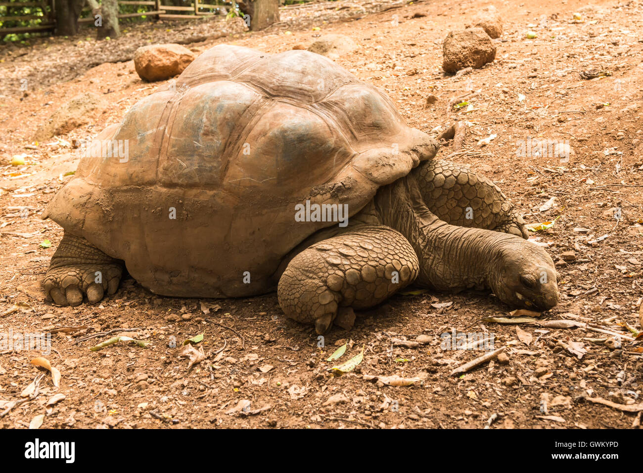 turtle rest in Mauritius. turtle walks in Mauritius Stock Photo - Alamy