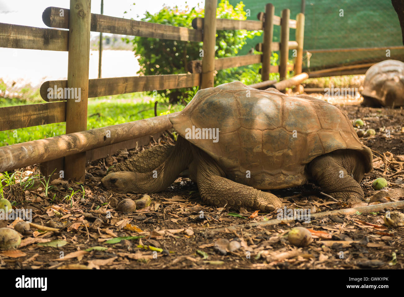 turtle rest in Mauritius. turtle walks in Mauritius Stock Photo - Alamy