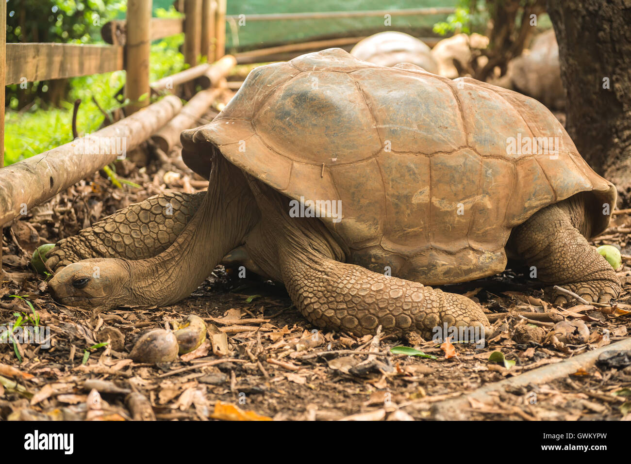 turtle rest in Mauritius. turtle walks in Mauritius Stock Photo - Alamy
