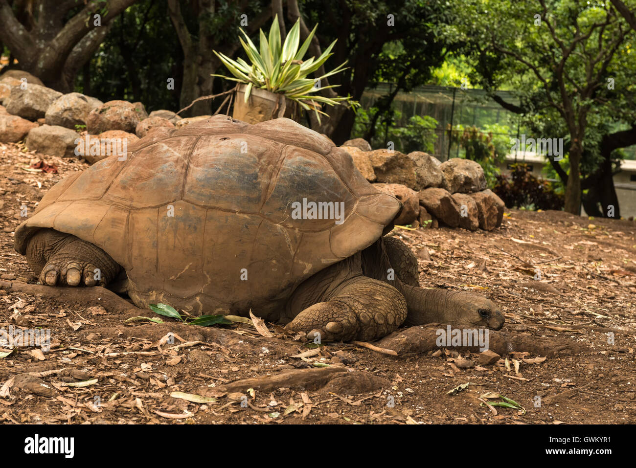 turtle rest in Mauritius. turtle walks in Mauritius Stock Photo - Alamy