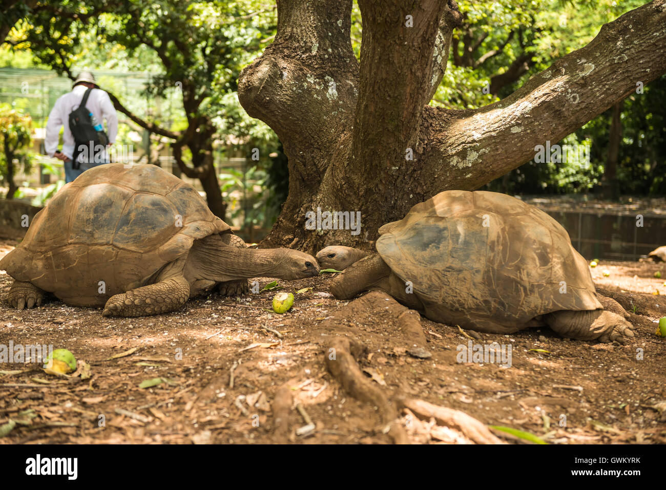 turtle rest in Mauritius. turtle walks in Mauritius Stock Photo - Alamy