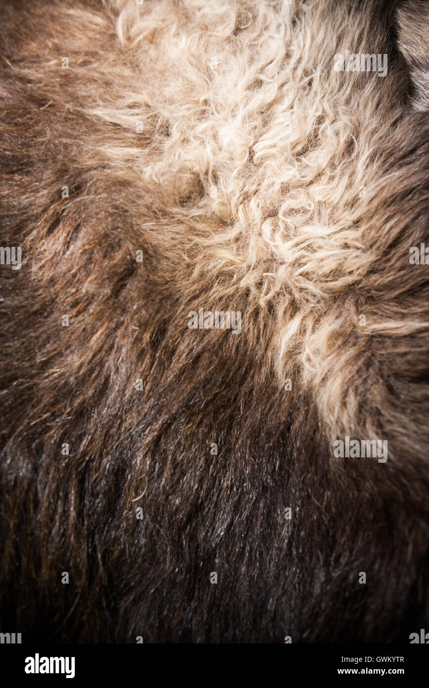 Fur pelt hi-res stock photography and images - Alamy
