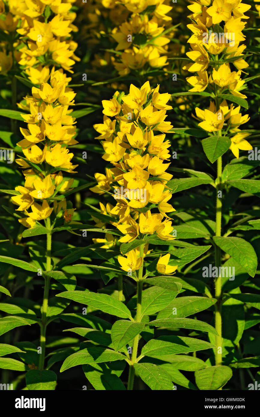 Common loosestrife lysimachia vulgaris hi-res stock photography and ...