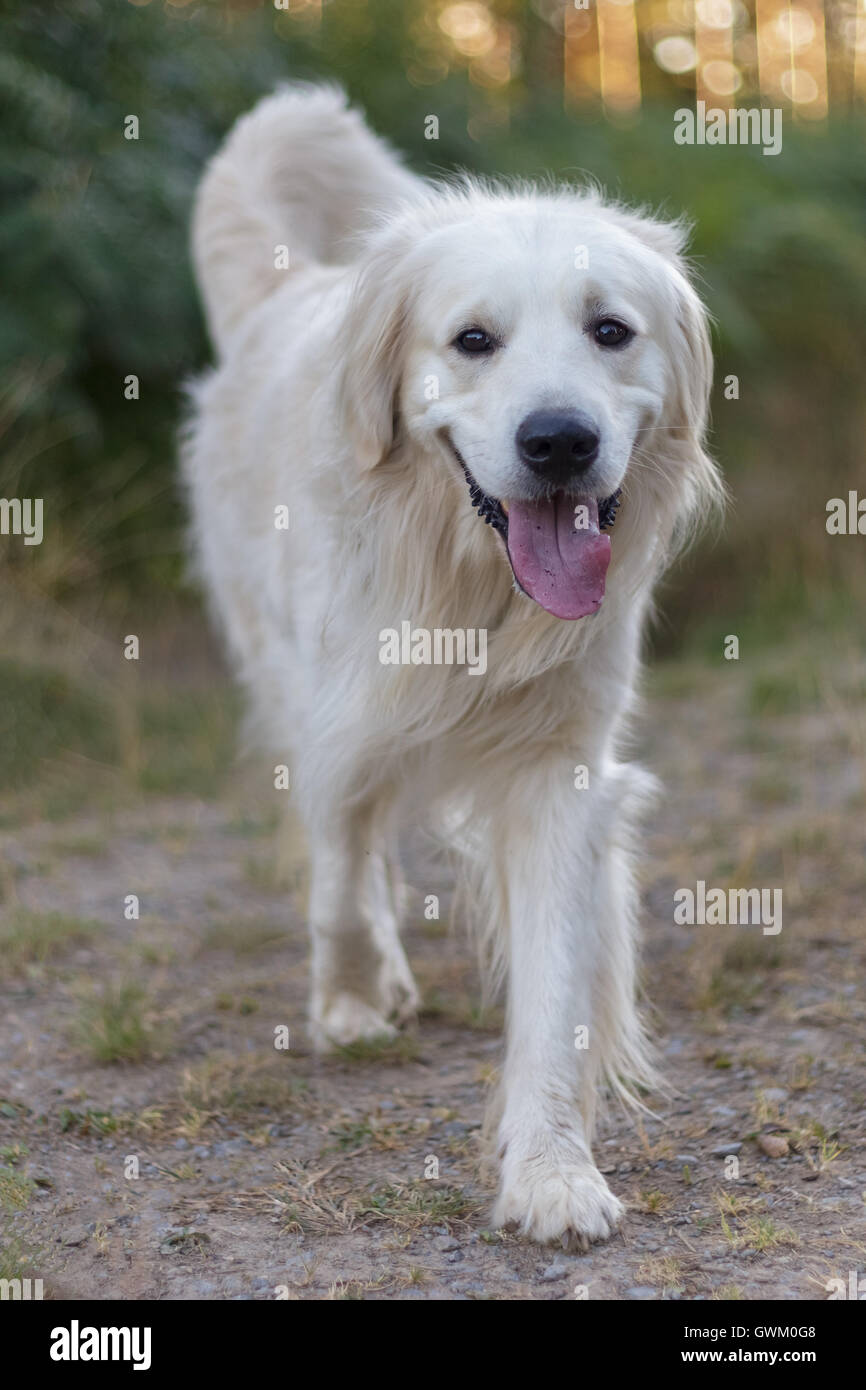 happy golden retriever dog Stock Photo - Alamy