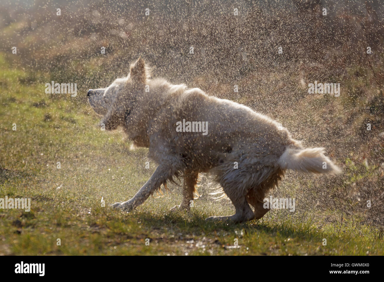Drying off hi-res stock photography and images - Alamy