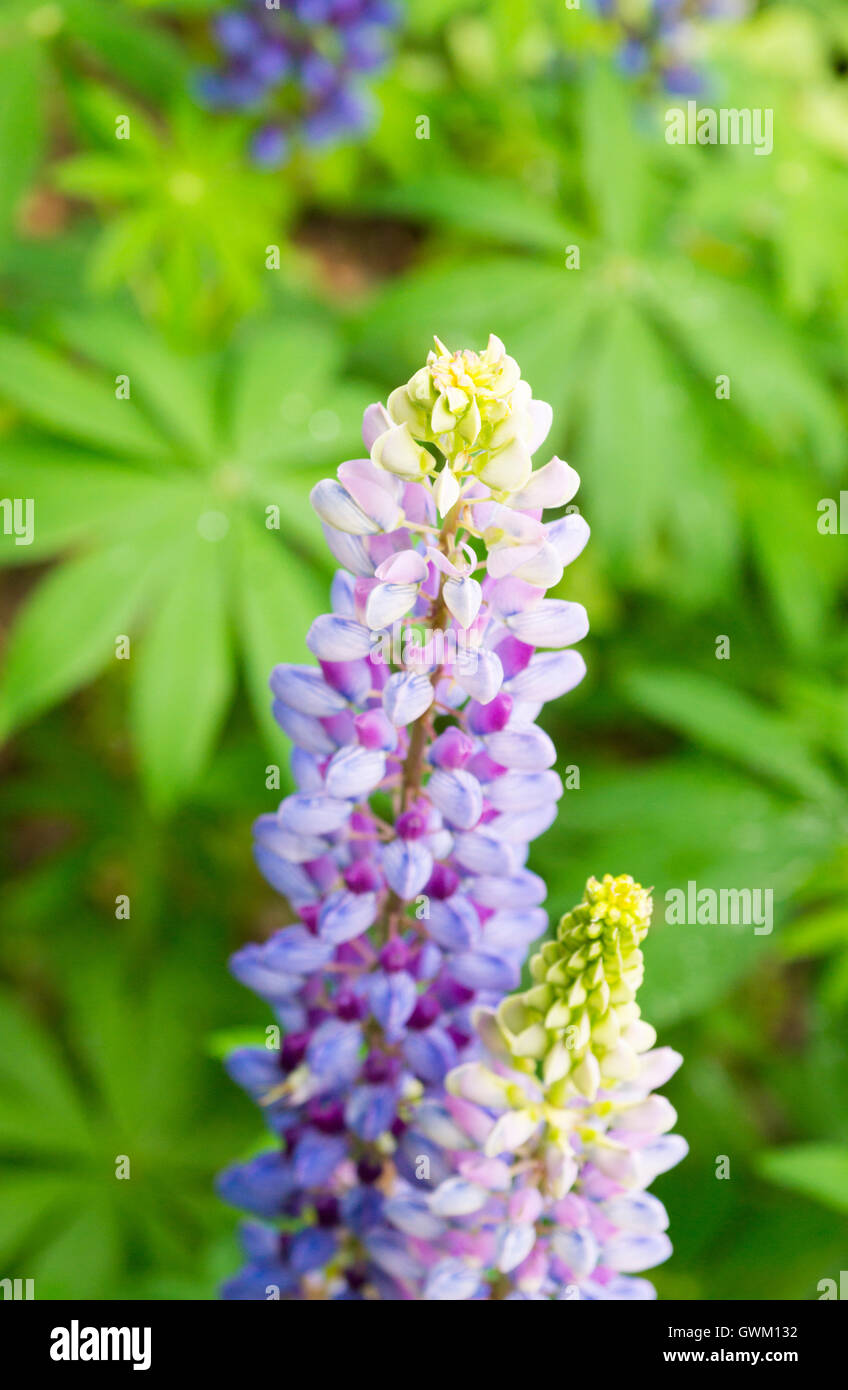 A lupin plant in a suburban english garden Stock Photo - Alamy