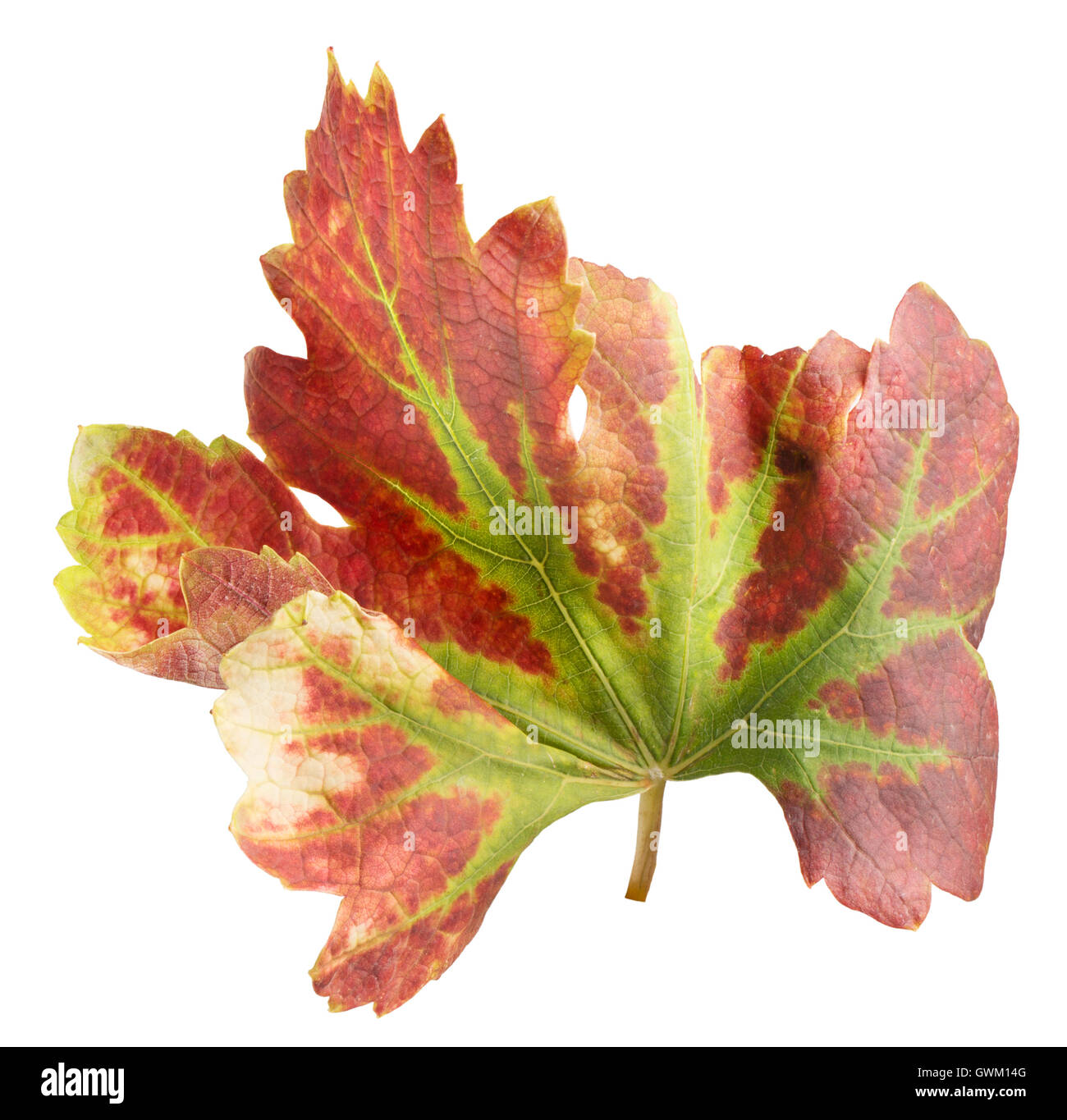 red grape leaf isolated on the white background Stock Photo - Alamy