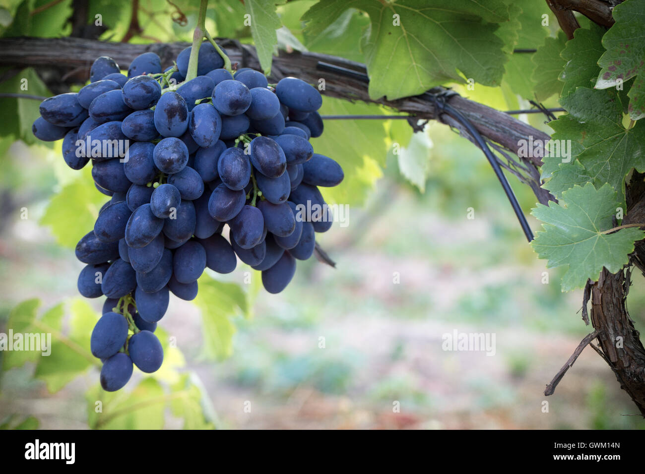 purple grapes on vine in garden Stock Photo - Alamy