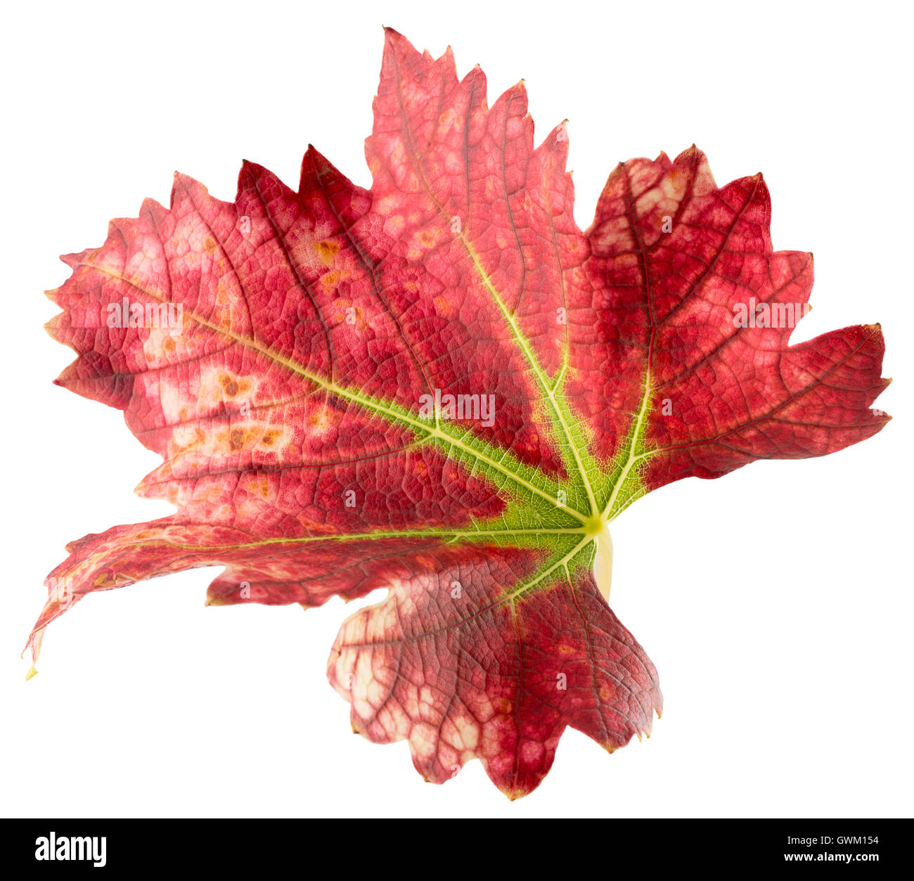 red grape leaf isolated on the white background Stock Photo - Alamy