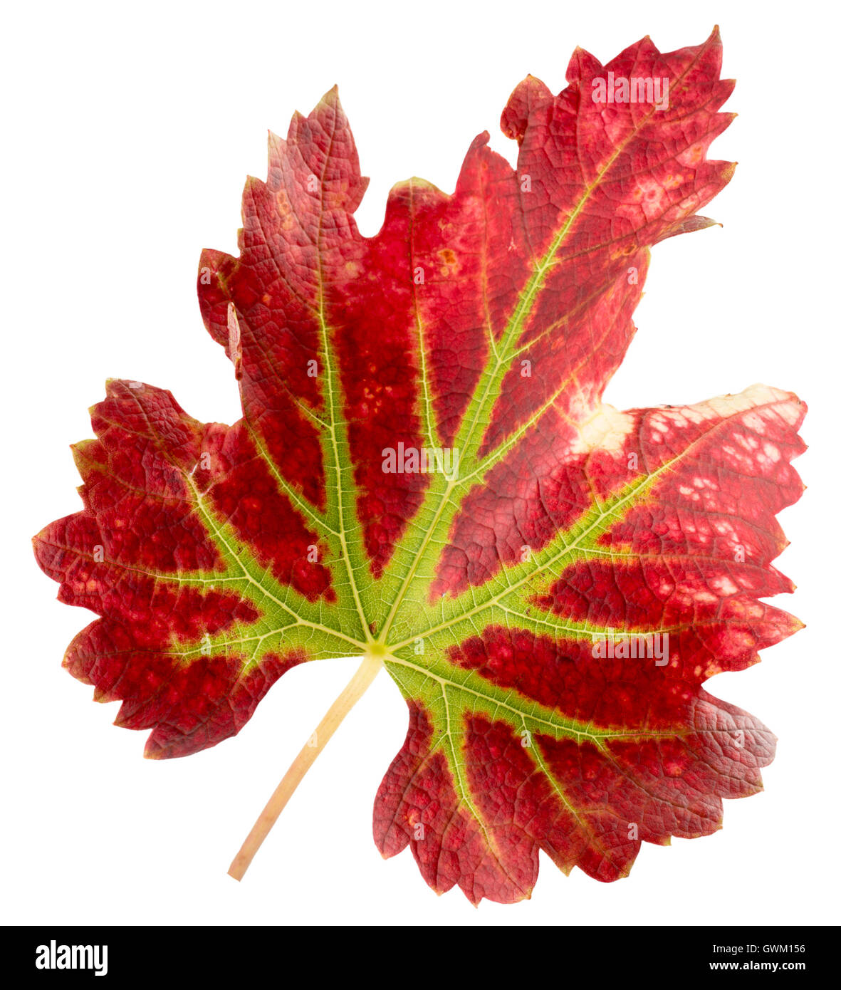 red grape leaf isolated on the white background Stock Photo - Alamy