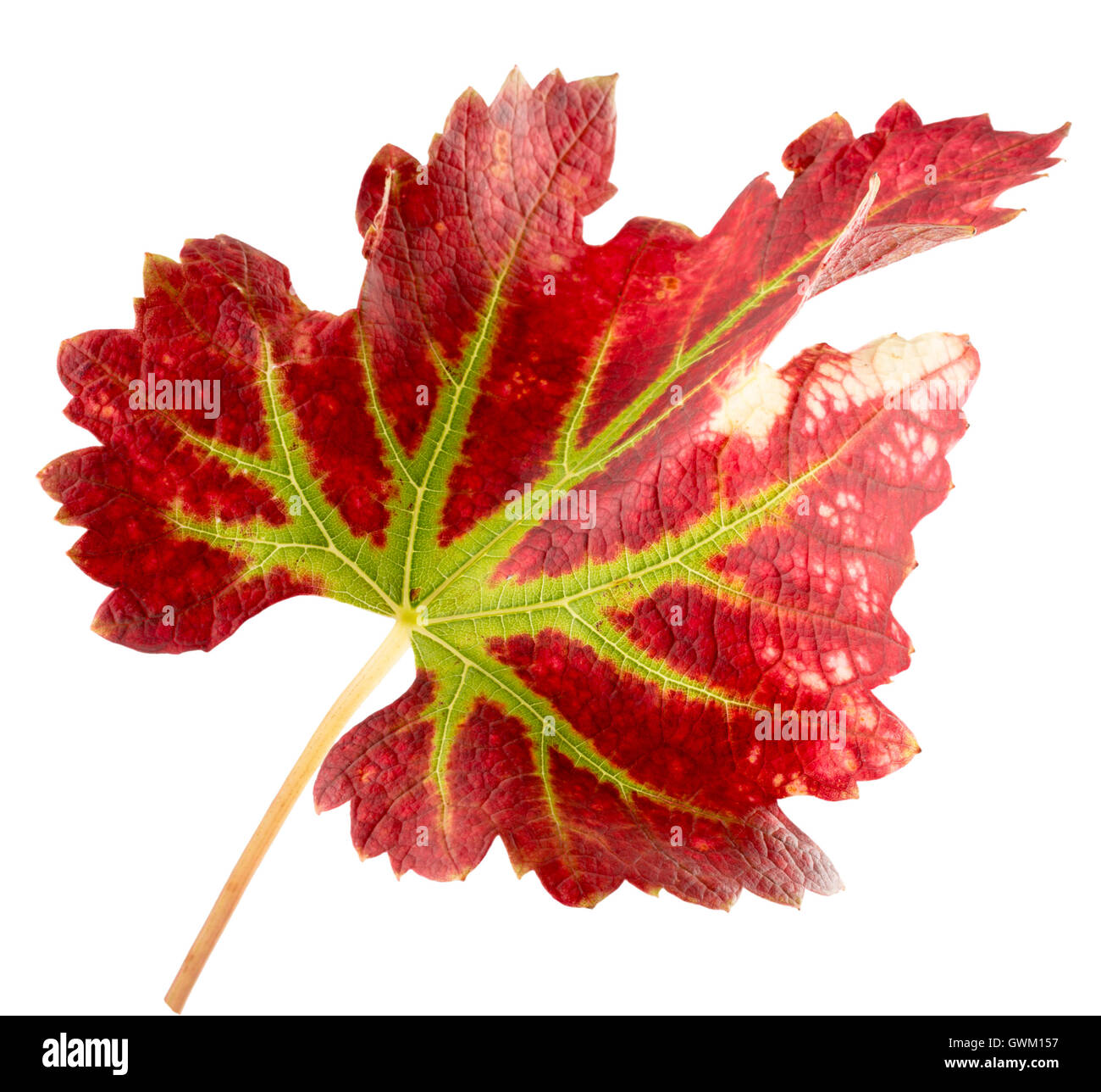 red grape leaf isolated on the white background Stock Photo - Alamy
