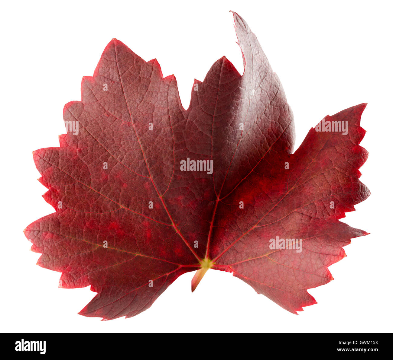 red grape leaf isolated on the white background Stock Photo - Alamy