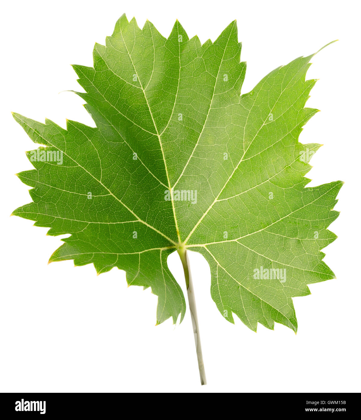 green grape leaf isolated on the white background Stock Photo - Alamy
