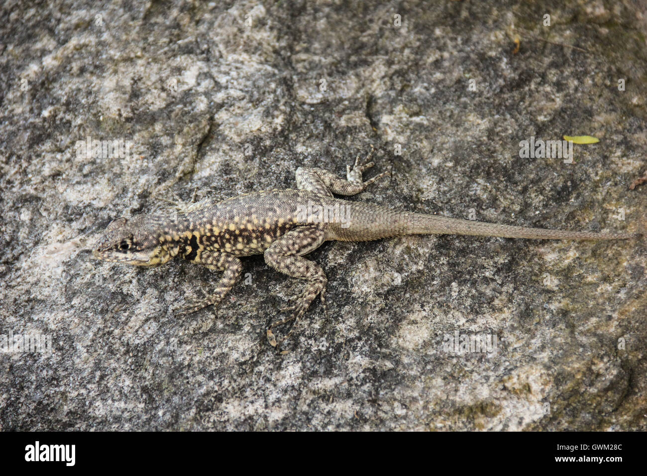Lizard Tropidurus common in tropical forests of Brazil. This lizard was ...
