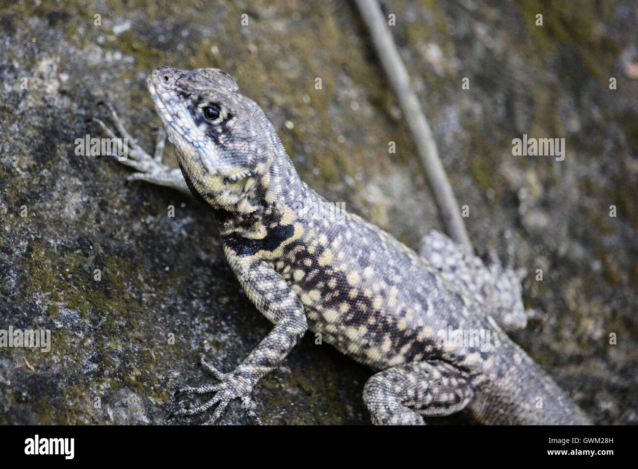 Lizard Tropidurus common in tropical forests of Brazil. This lizard was ...