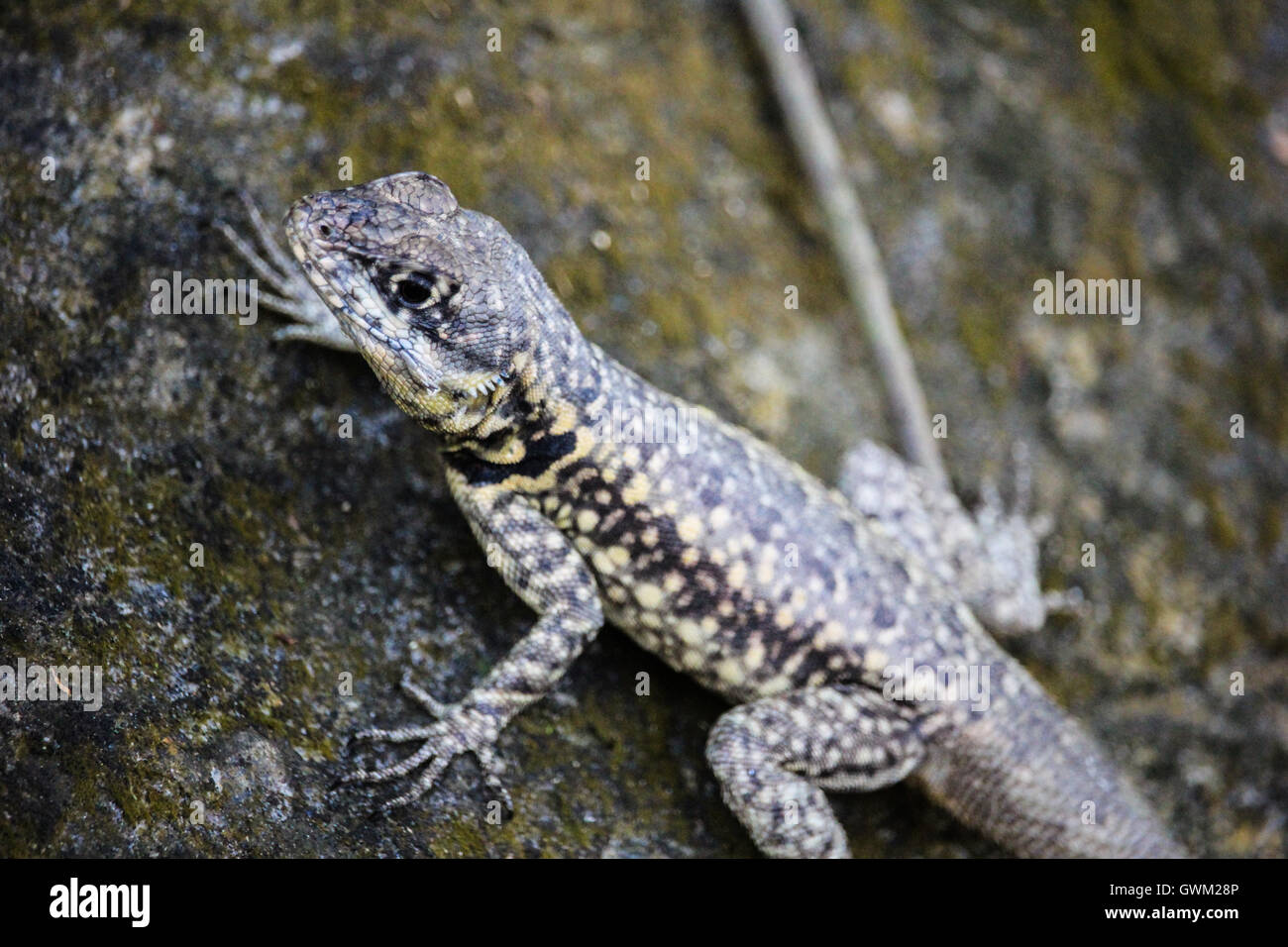 Lizard Tropidurus common in tropical forests of Brazil. This lizard was ...