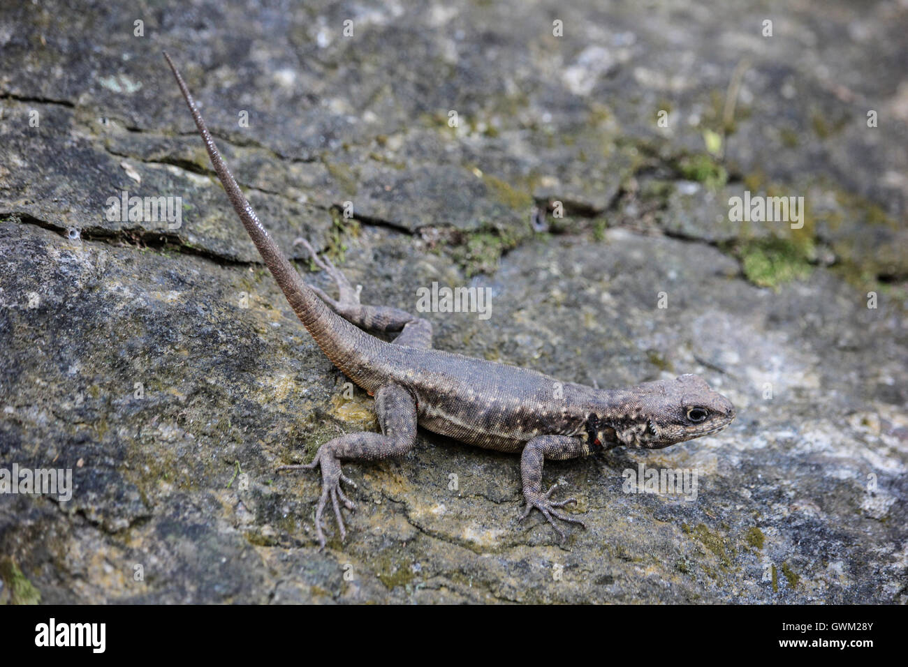 Lizard Tropidurus common in tropical forests of Brazil. This lizard was ...