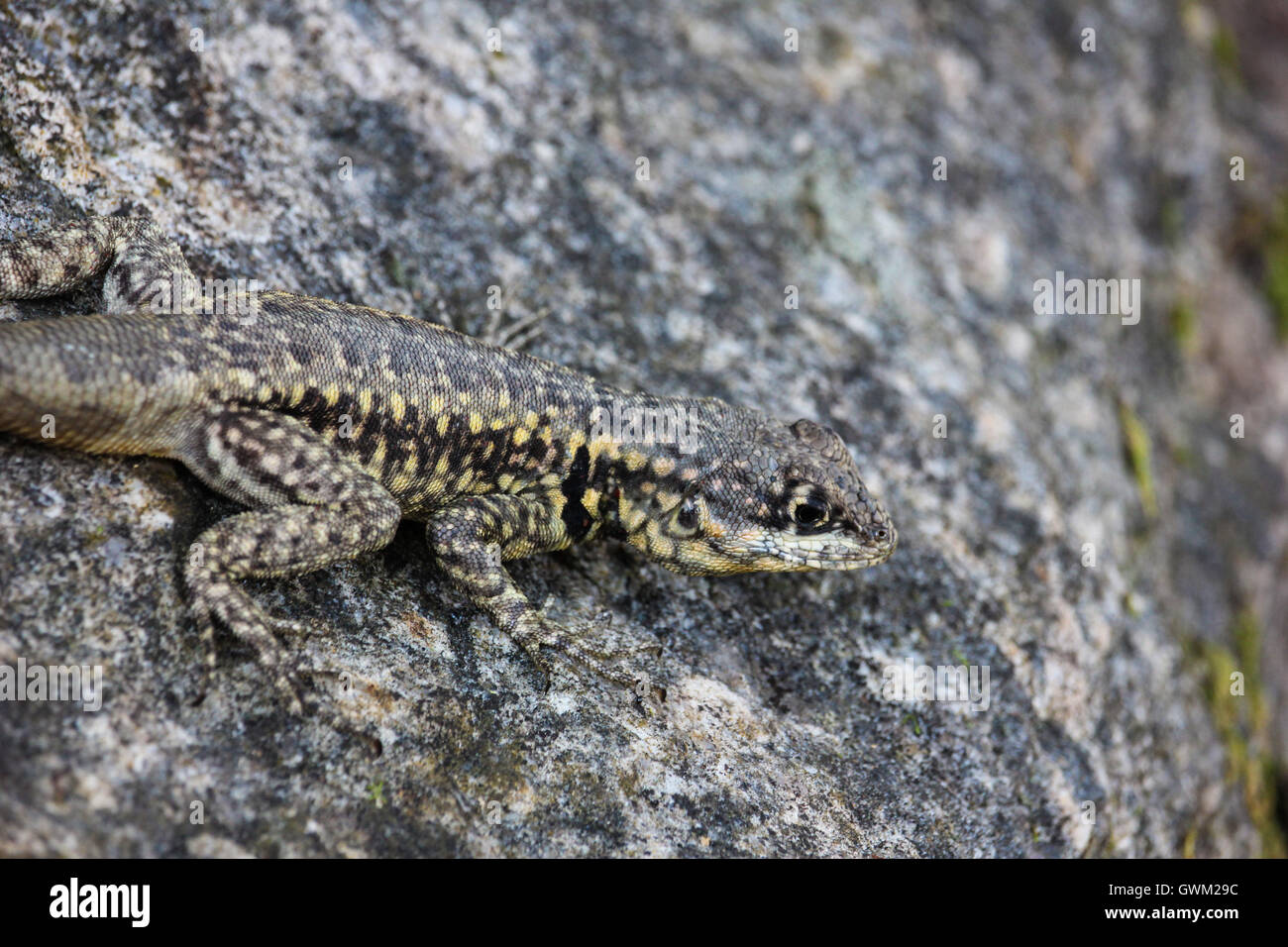 Lizard Tropidurus common in tropical forests of Brazil. This lizard was ...