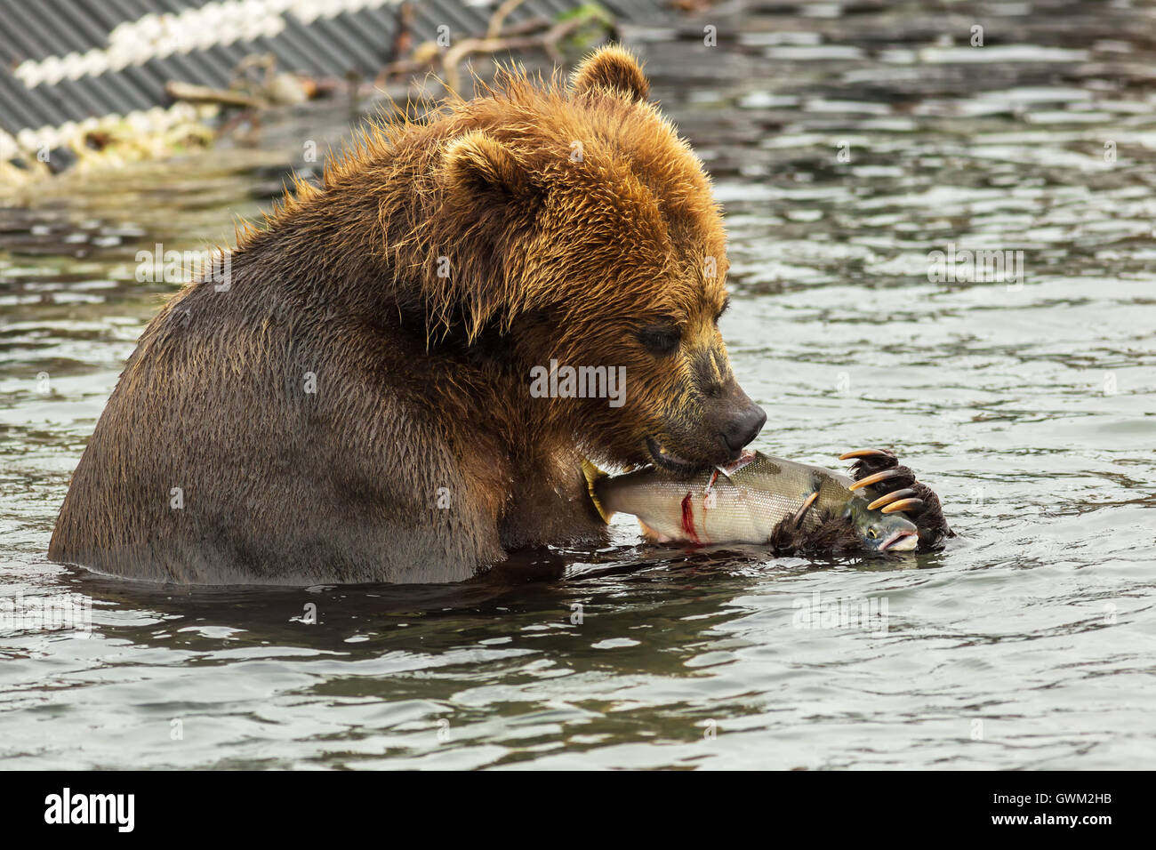 Brown bear eating fish caught in Kurile Lake Stock Photo - Alamy