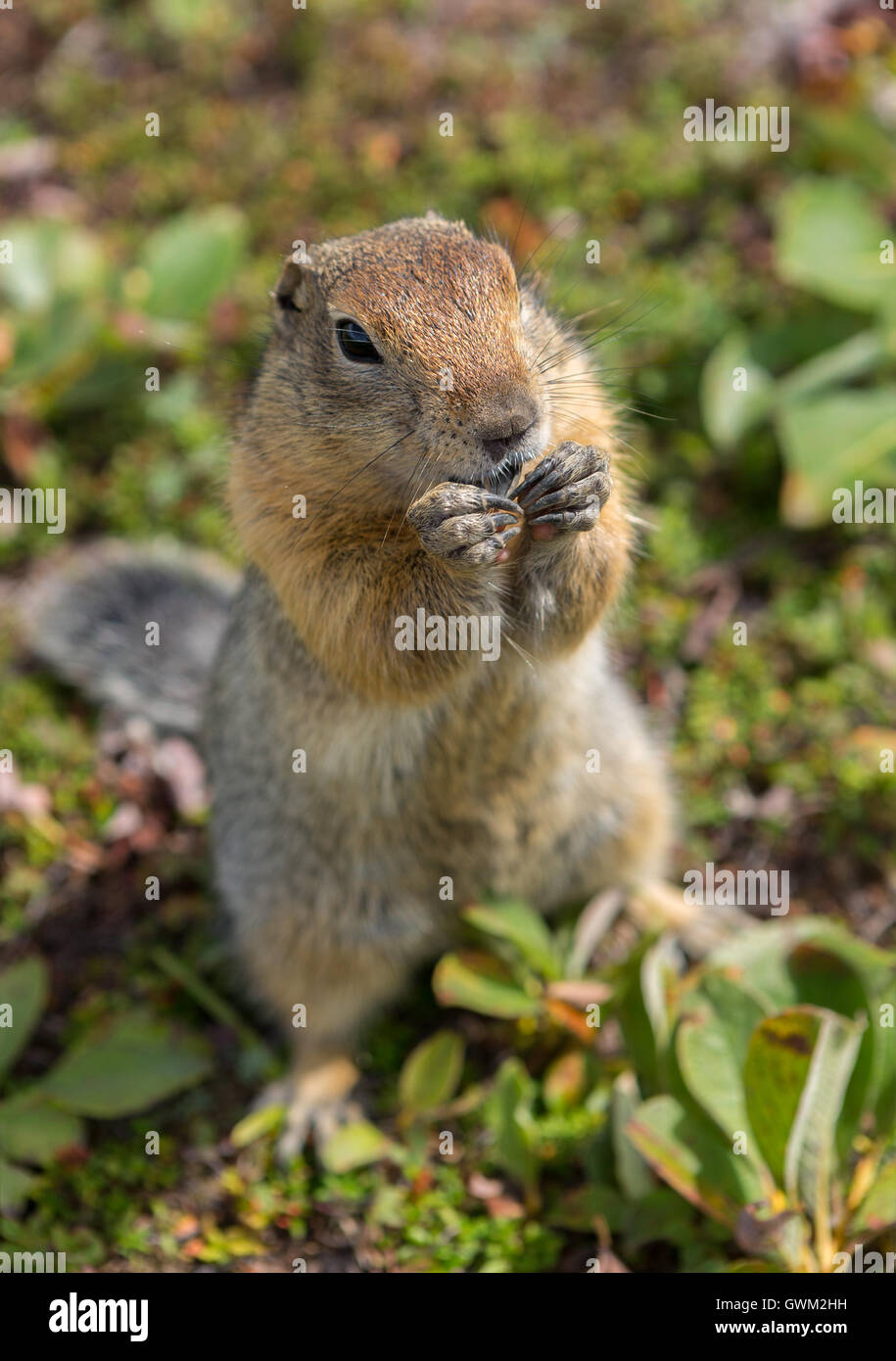 Parka squirrel hi-res stock photography and images - Alamy