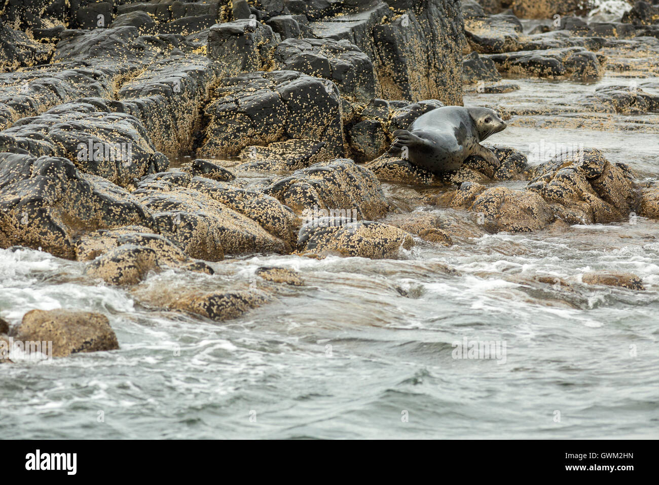 Pusa is a genus of earless seals Stock Photo - Alamy