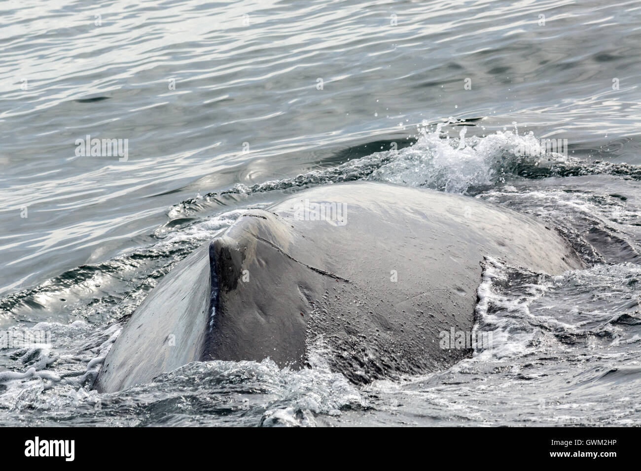 Fin on the back of humpback whale in Pacific Ocean. Water area near ...
