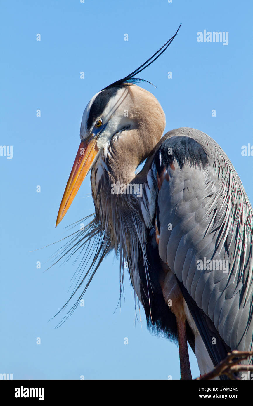 Sun face in profile hi-res stock photography and images - Alamy