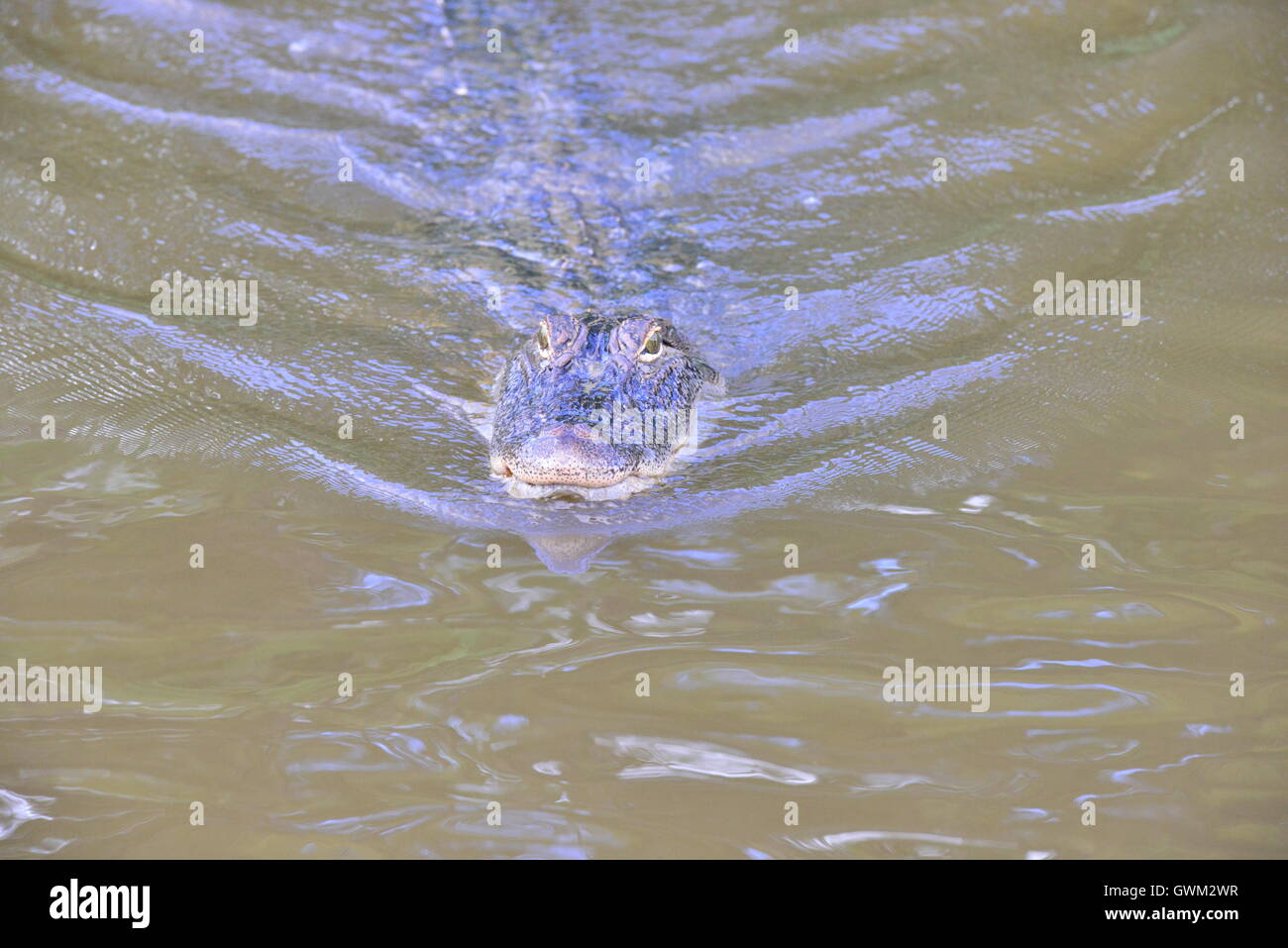 Alligator in muddy swamp hi-res stock photography and images - Alamy