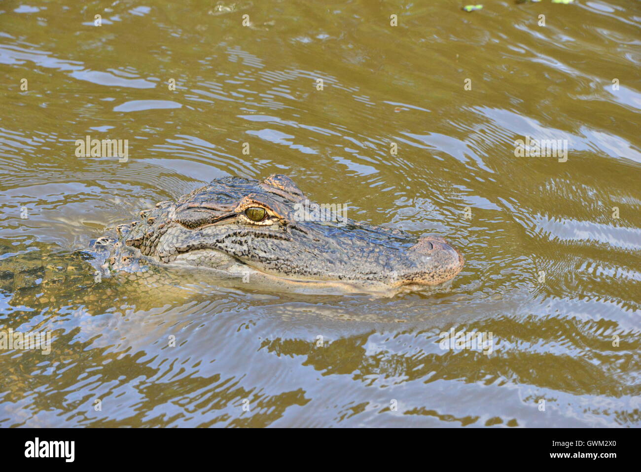 An Alligator in the Swamps of Louisiana Stock Photo - Alamy
