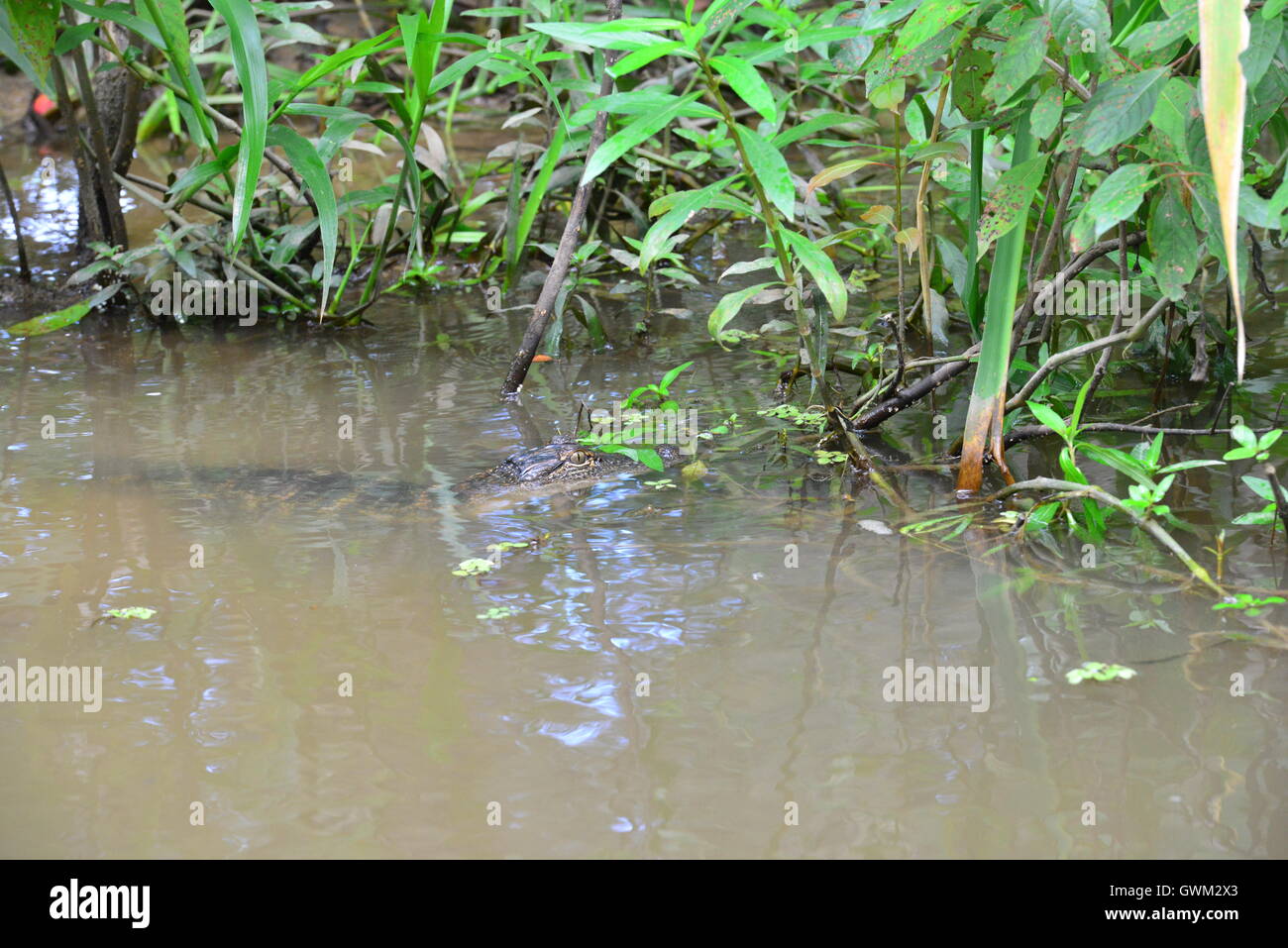 An Alligator in the Swamps of Louisiana Stock Photo - Alamy