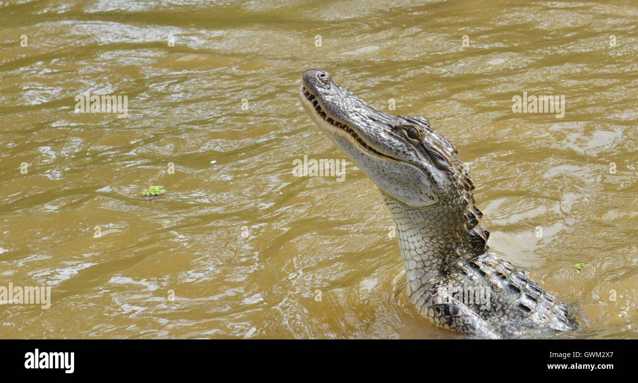 An Alligator in the Swamps of Louisiana Stock Photo - Alamy