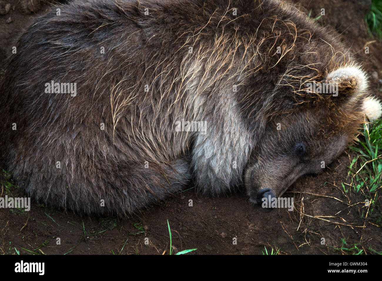 Wild brown bear cub hi-res stock photography and images - Alamy