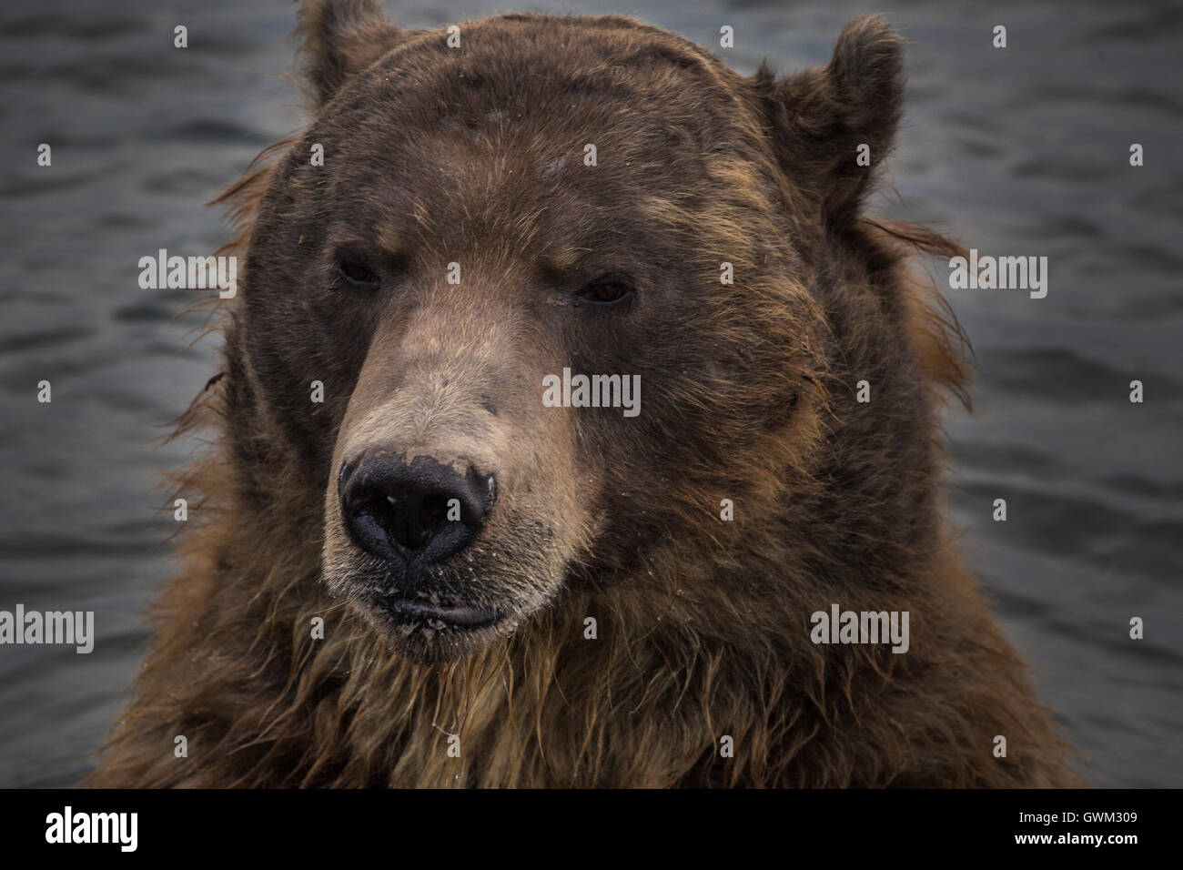 a portrait of wild full-grown bear in natural habitat Stock Photo - Alamy