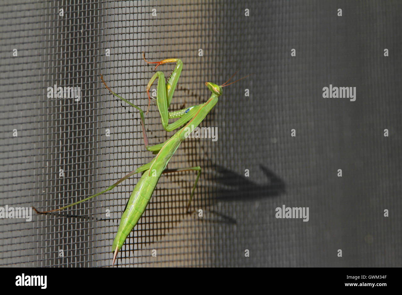 Praying mantis or mantid and its shadow close up on a mesh screen door ...