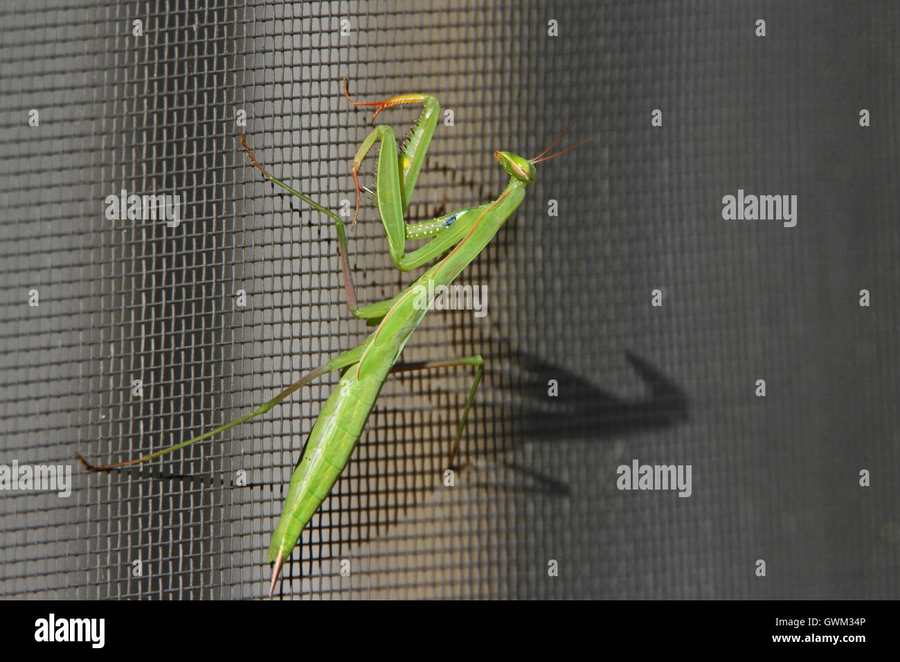 Female maneater hi-res stock photography and images - Alamy