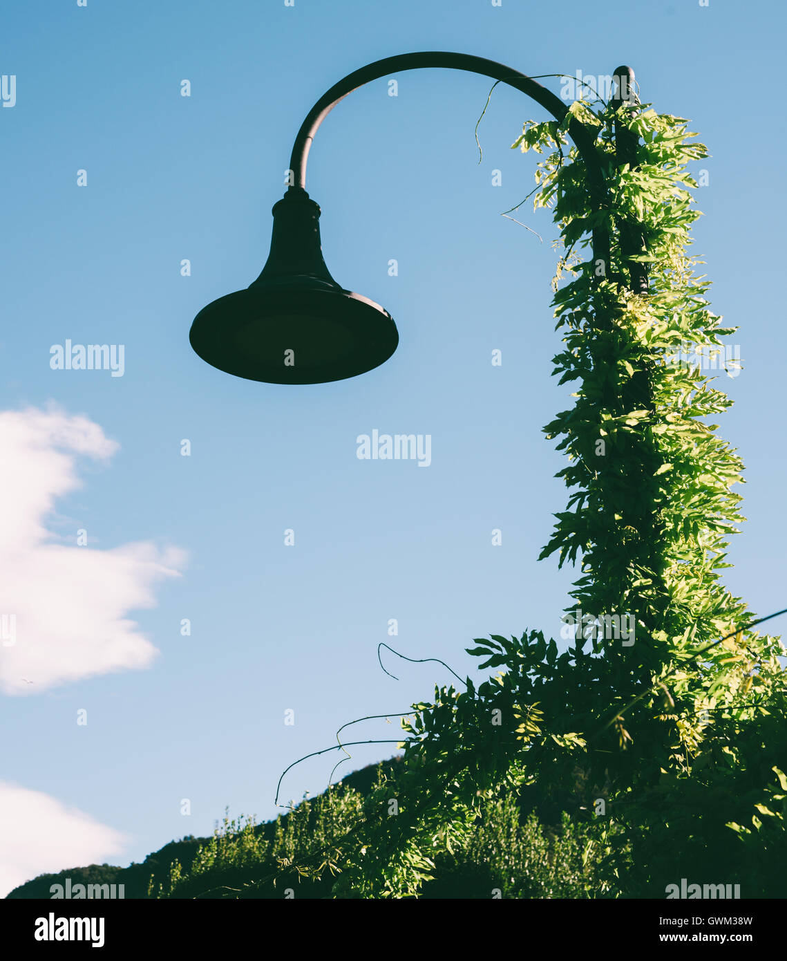 Vintage lamp post covered in leaves Stock Photo - Alamy