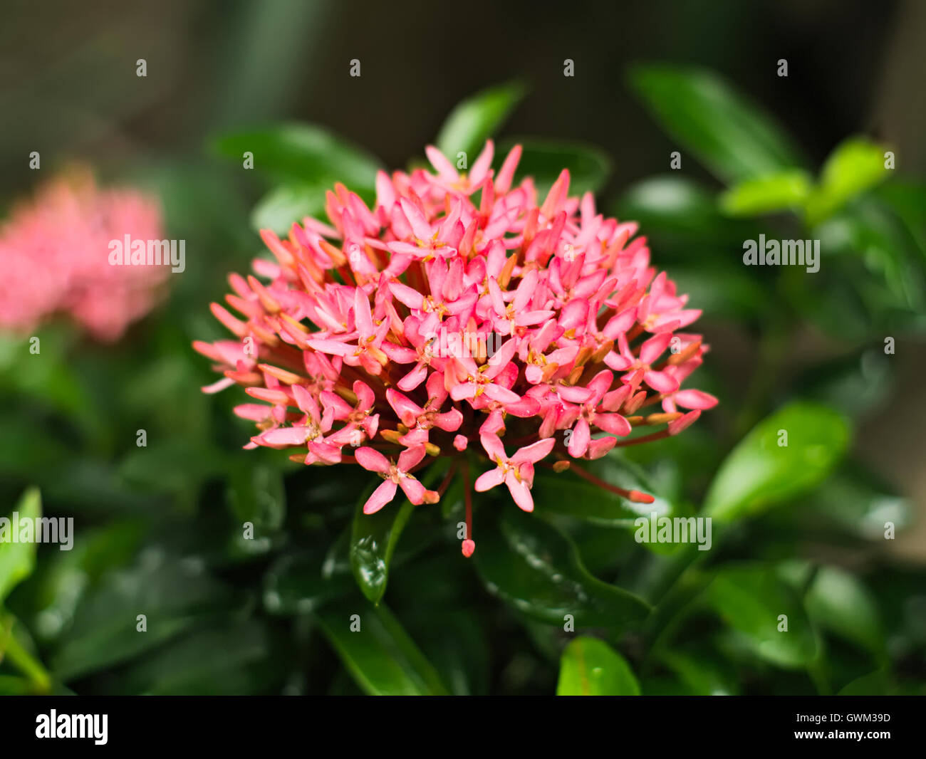 Pink Ixora coccinea Stock Photo - Alamy