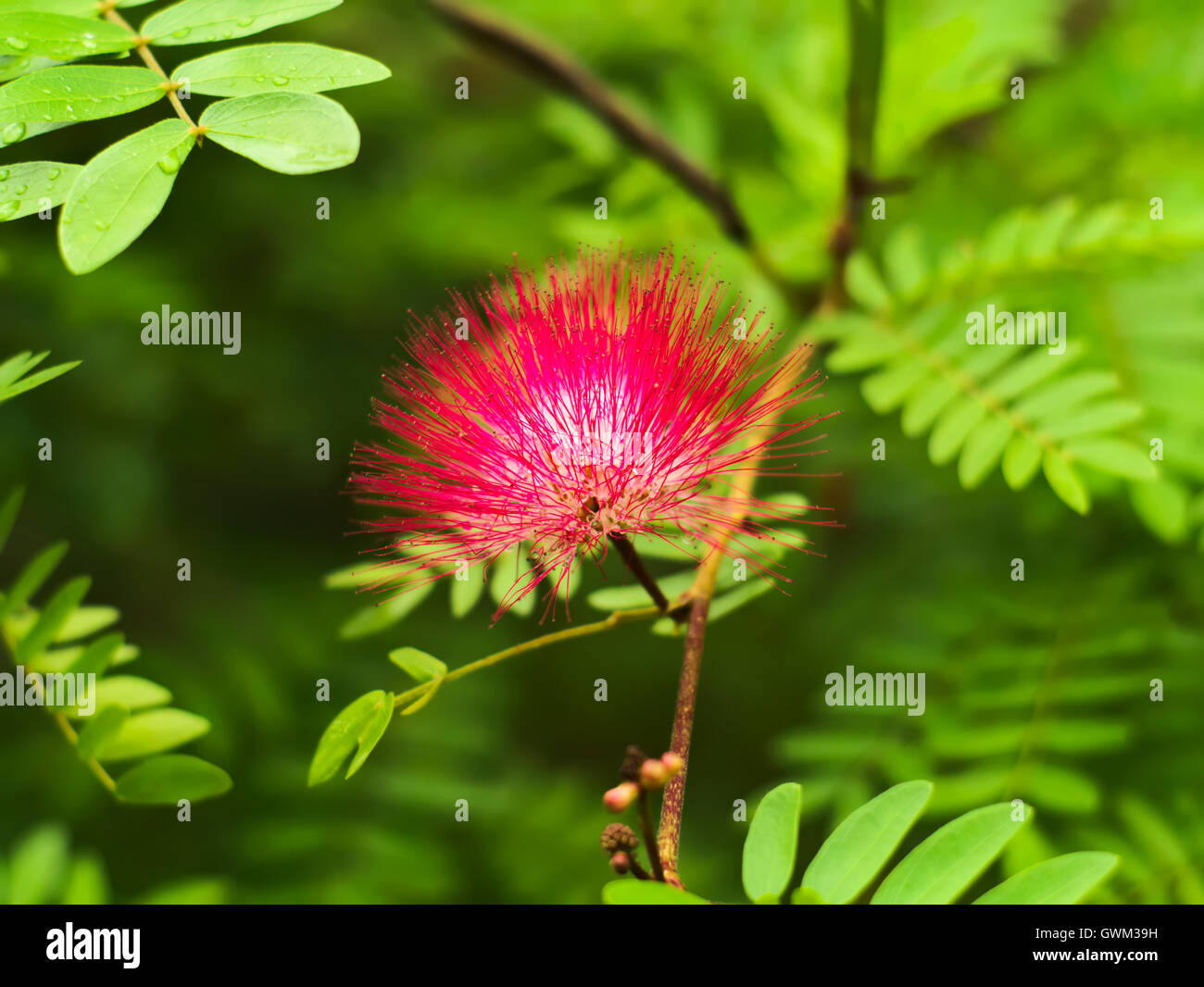 Pink red powder puff or Calliandra Haematocephala Hassk Stock Photo - Alamy