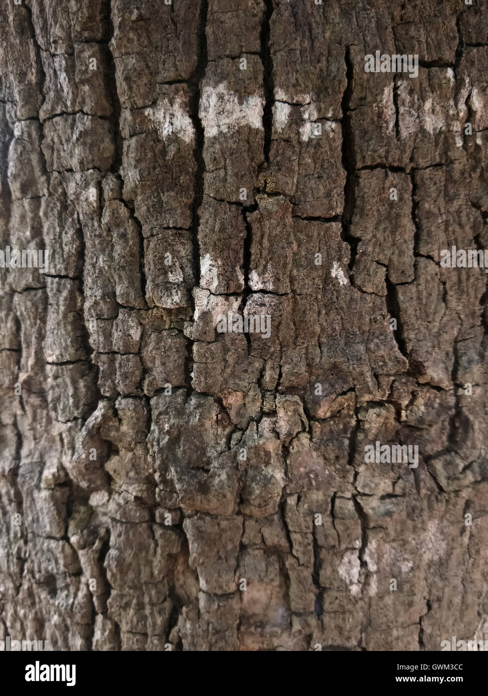 Stained wood texture hi-res stock photography and images - Alamy