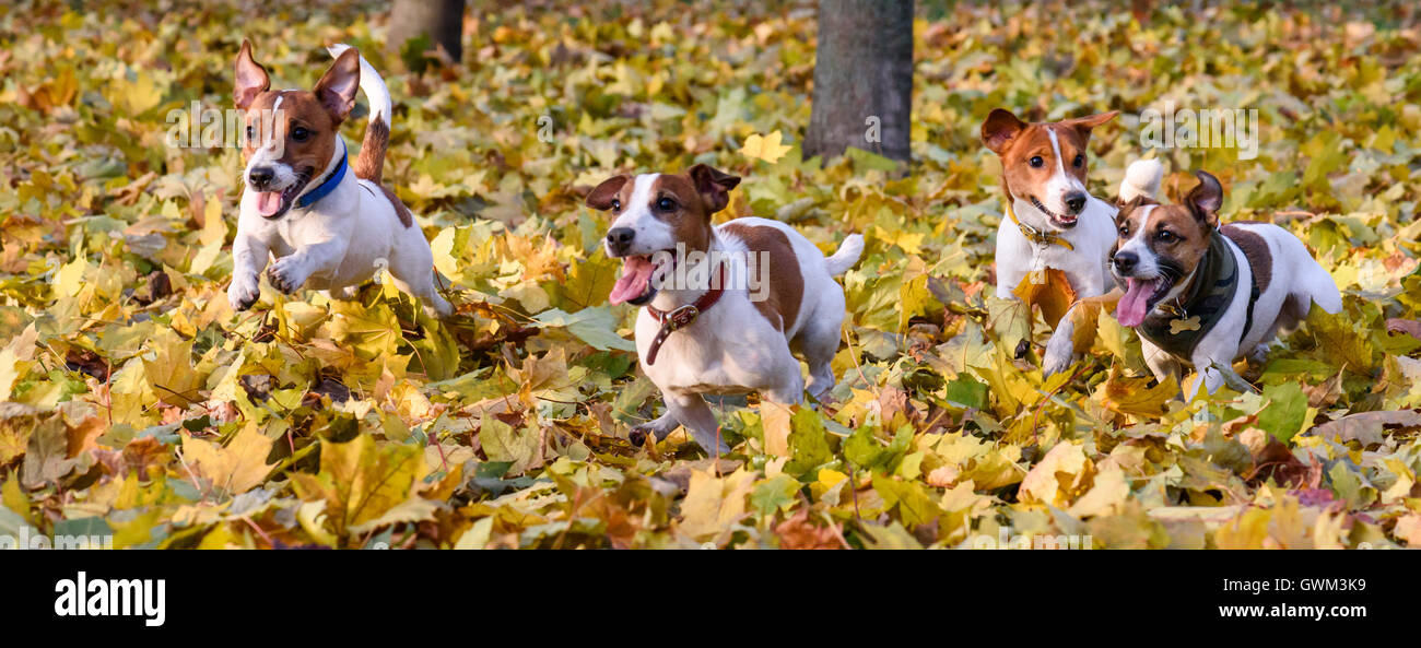 Jack Russell Park