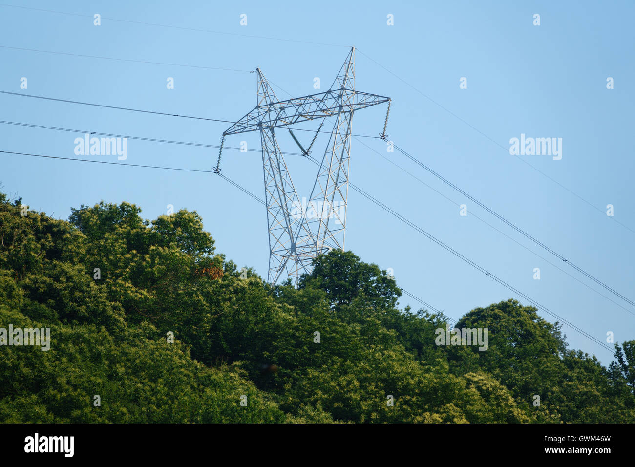 Electric tower over chestnut tree forest Stock Photo - Alamy