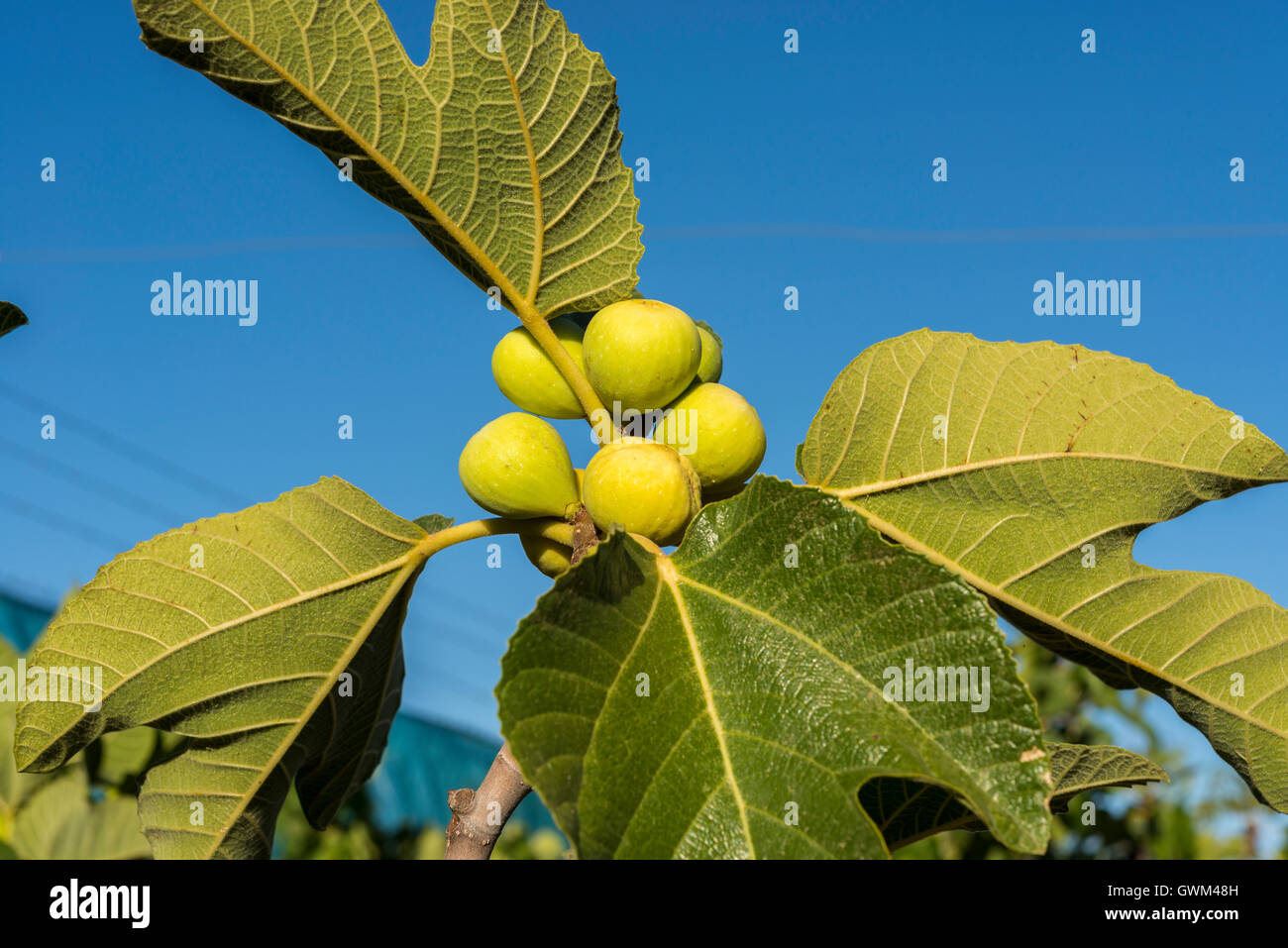 Bunch of figs on the fig tree Stock Photo - Alamy