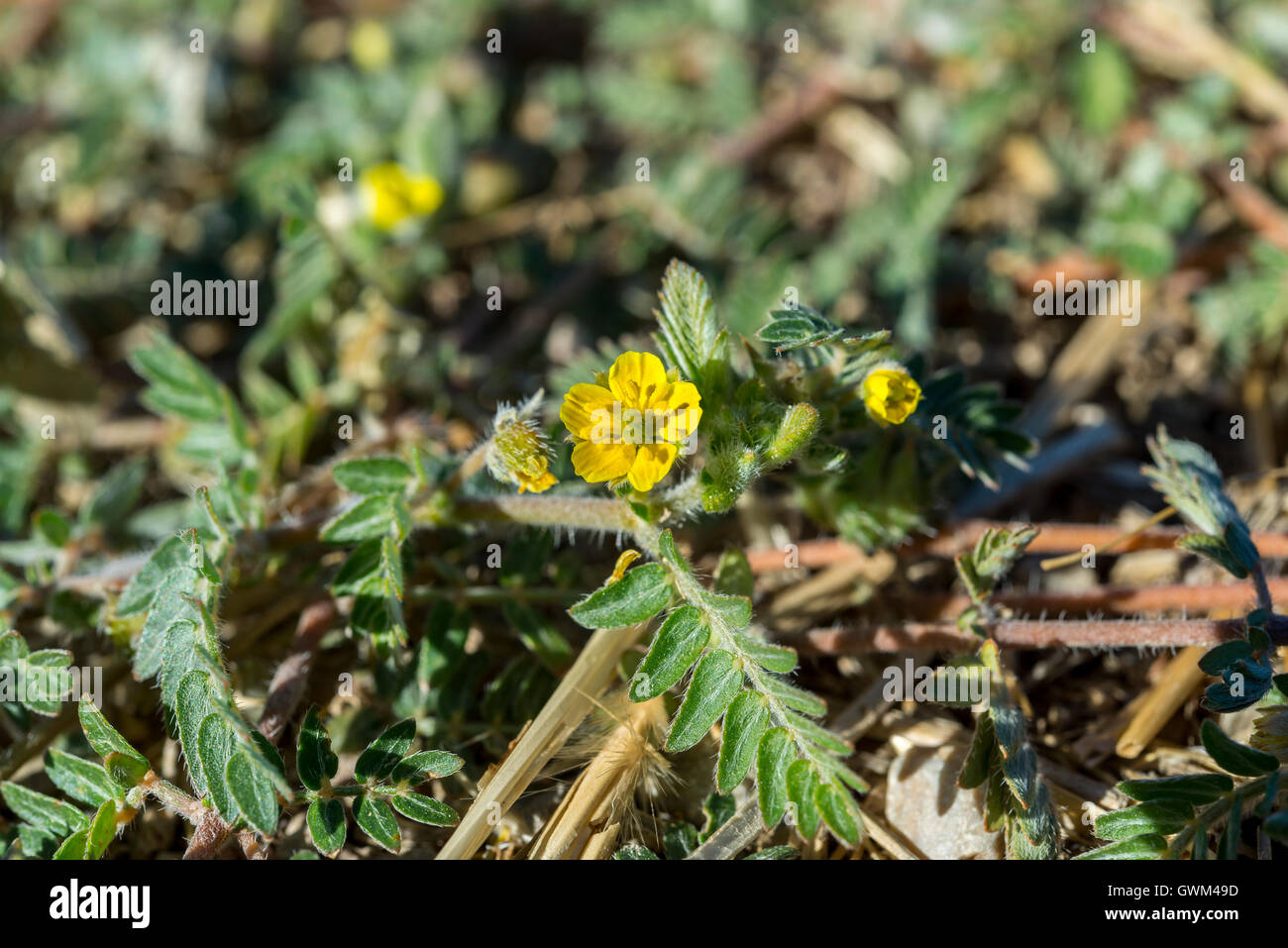 Leaves and flowers of Tribulus terrestris. It is native to warm ...