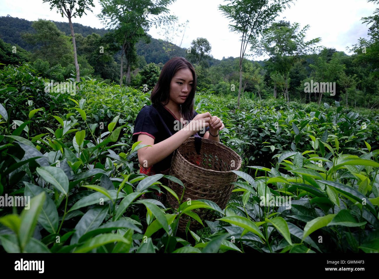 Tea plucker carrying a bamboo basket plucking tea leaves in Araksa Tea ...