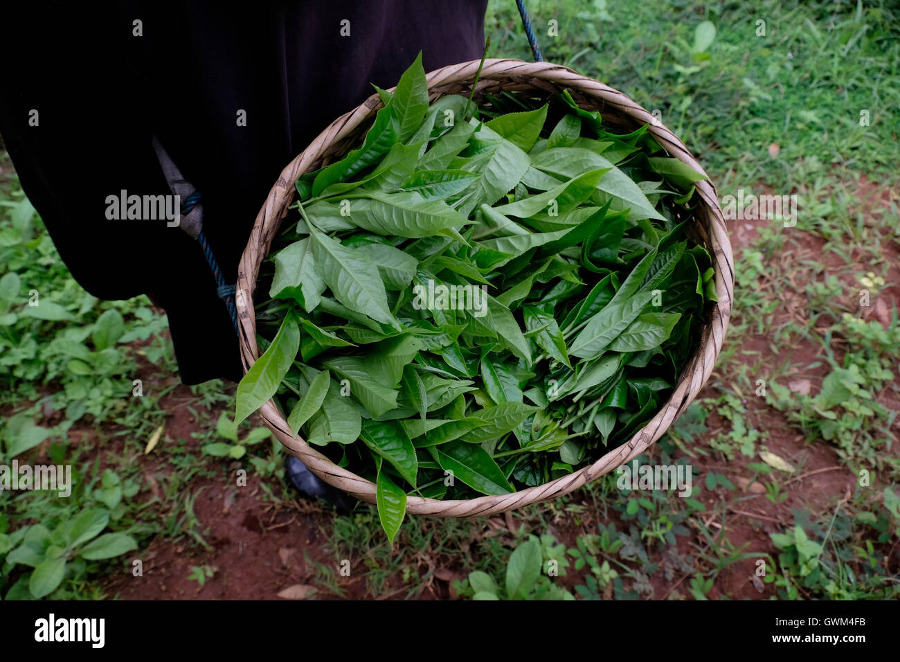 Tea plucker plucking tea leaves in Araksa Tea plantation located in Mae ...