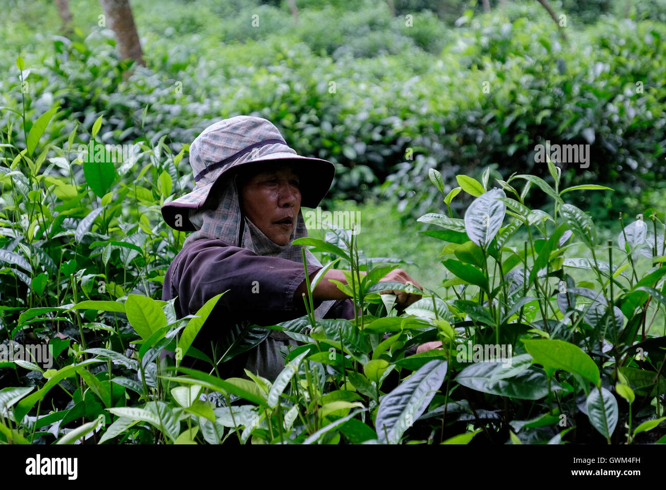 Tea plucker plucking tea leaves in Araksa Tea plantation located in Mae ...